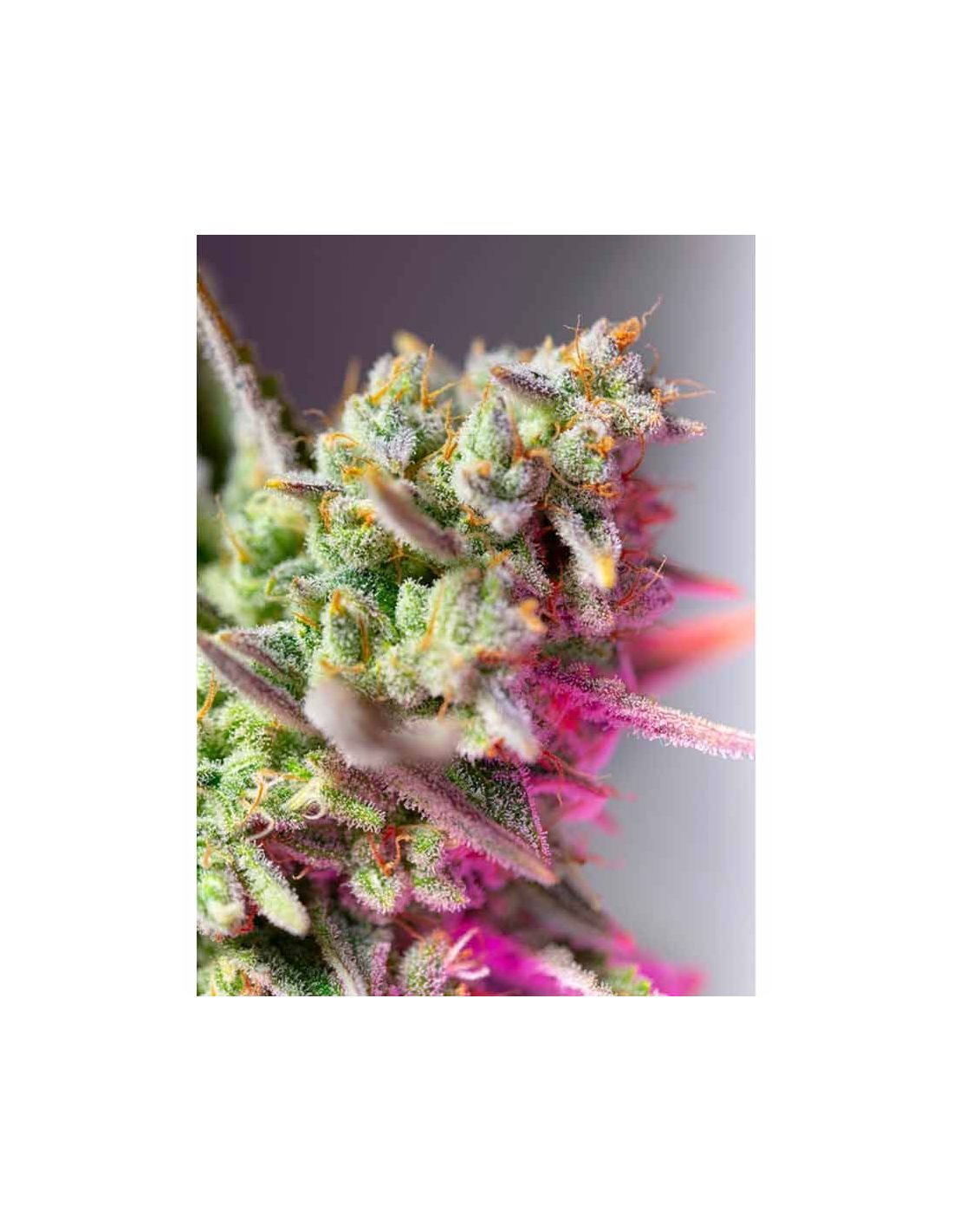 SWEET MIMOSA XL AUTO