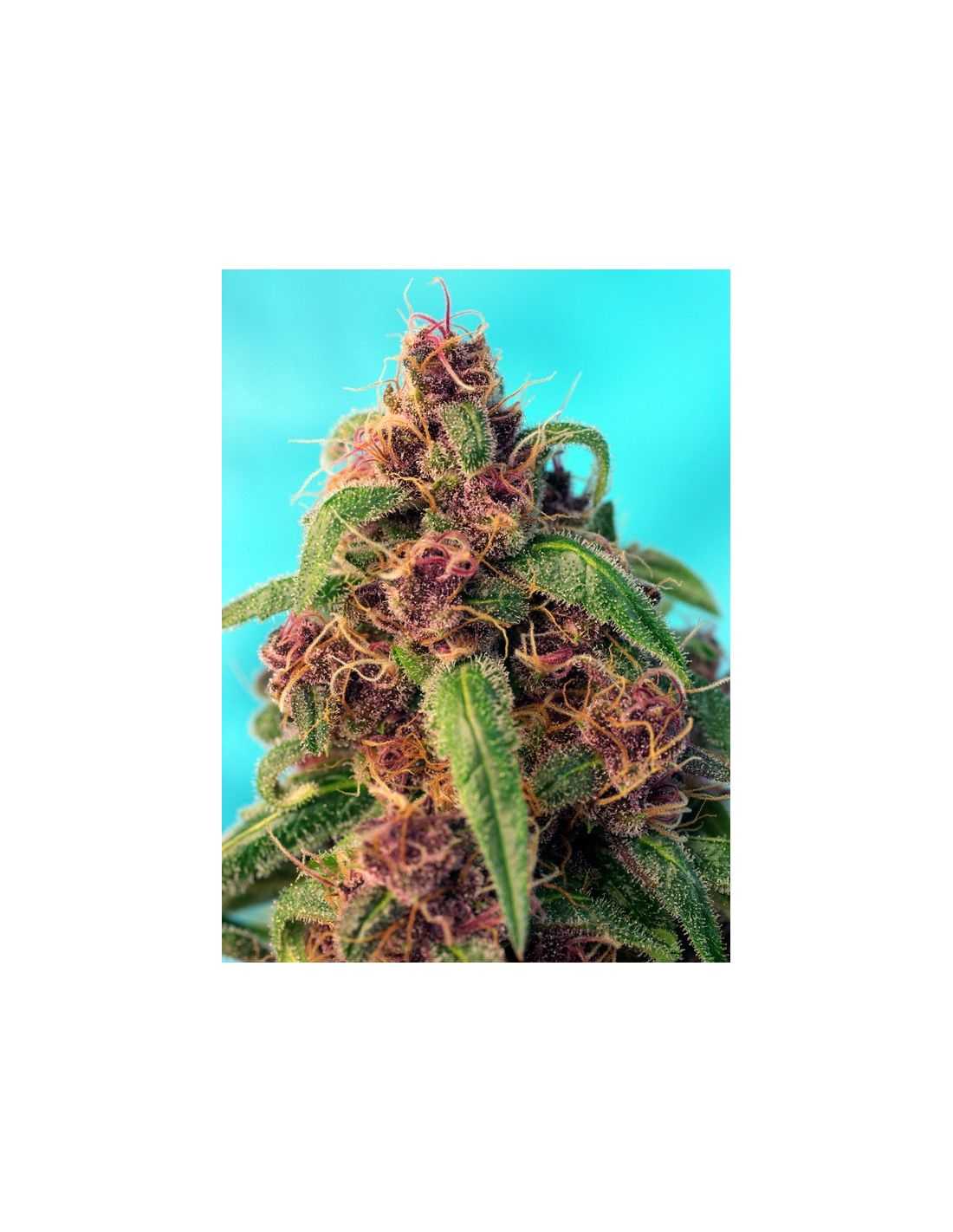RED MANDARINE F1 SWEET SEEDS 3+1