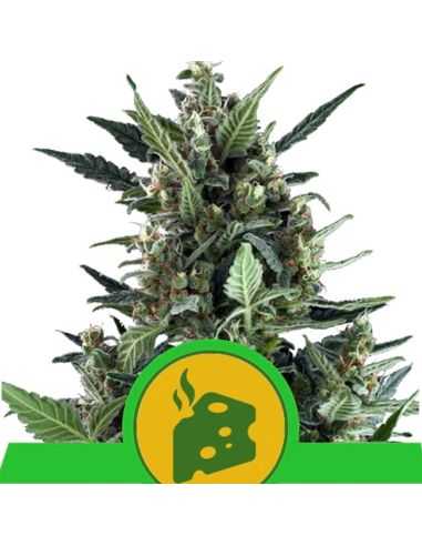 AUTO BLUE CHEESE ROYAL QUEEN