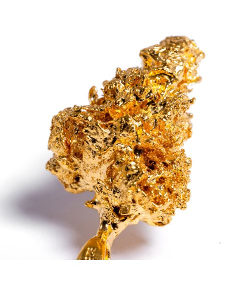MOBY DICK GOLD BUD 24K