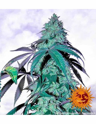 Blue Gelato 41 Barney's Farm | Altamente Productiva | Matices Azulados