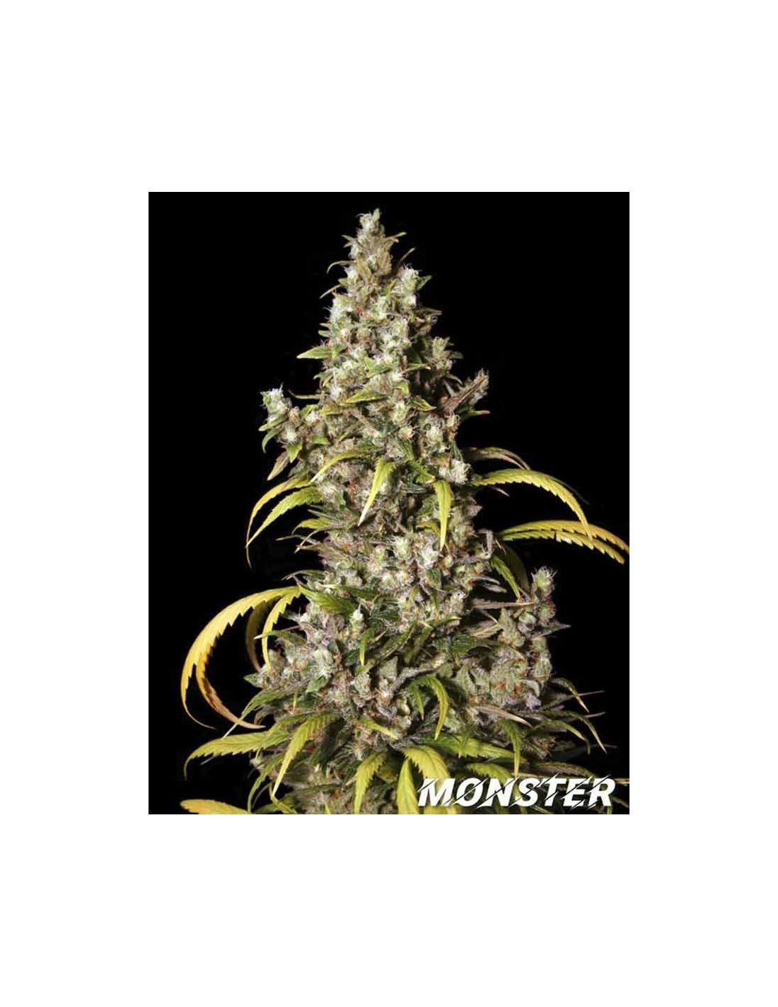 MONSTER EVA SEEDS