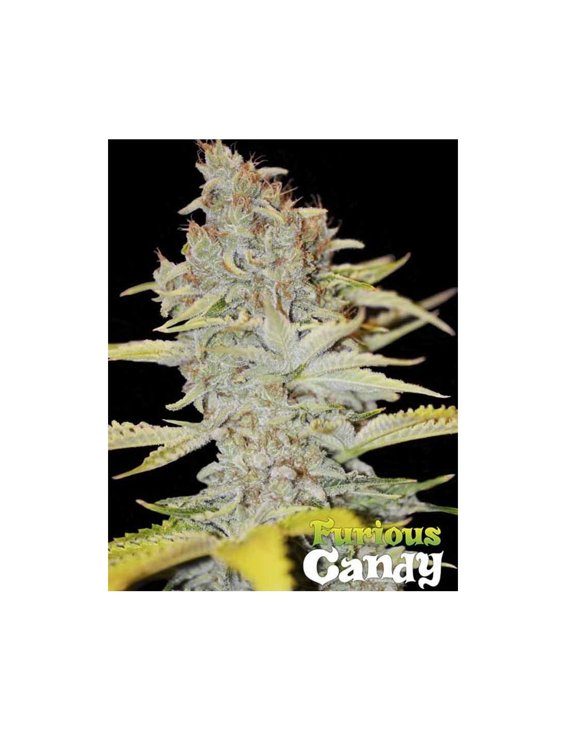 Eva Seeds | Semillas de Cannabis Feminizadas de Calidad